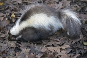 How to Get Skunks Out from Under Shed - Skunk Control